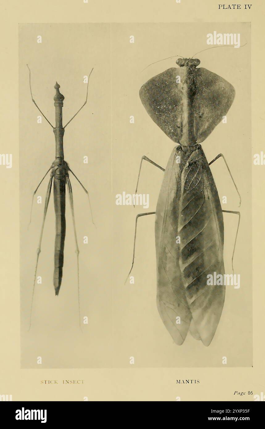 Prominent front legs hi-res stock photography and images - Alamy