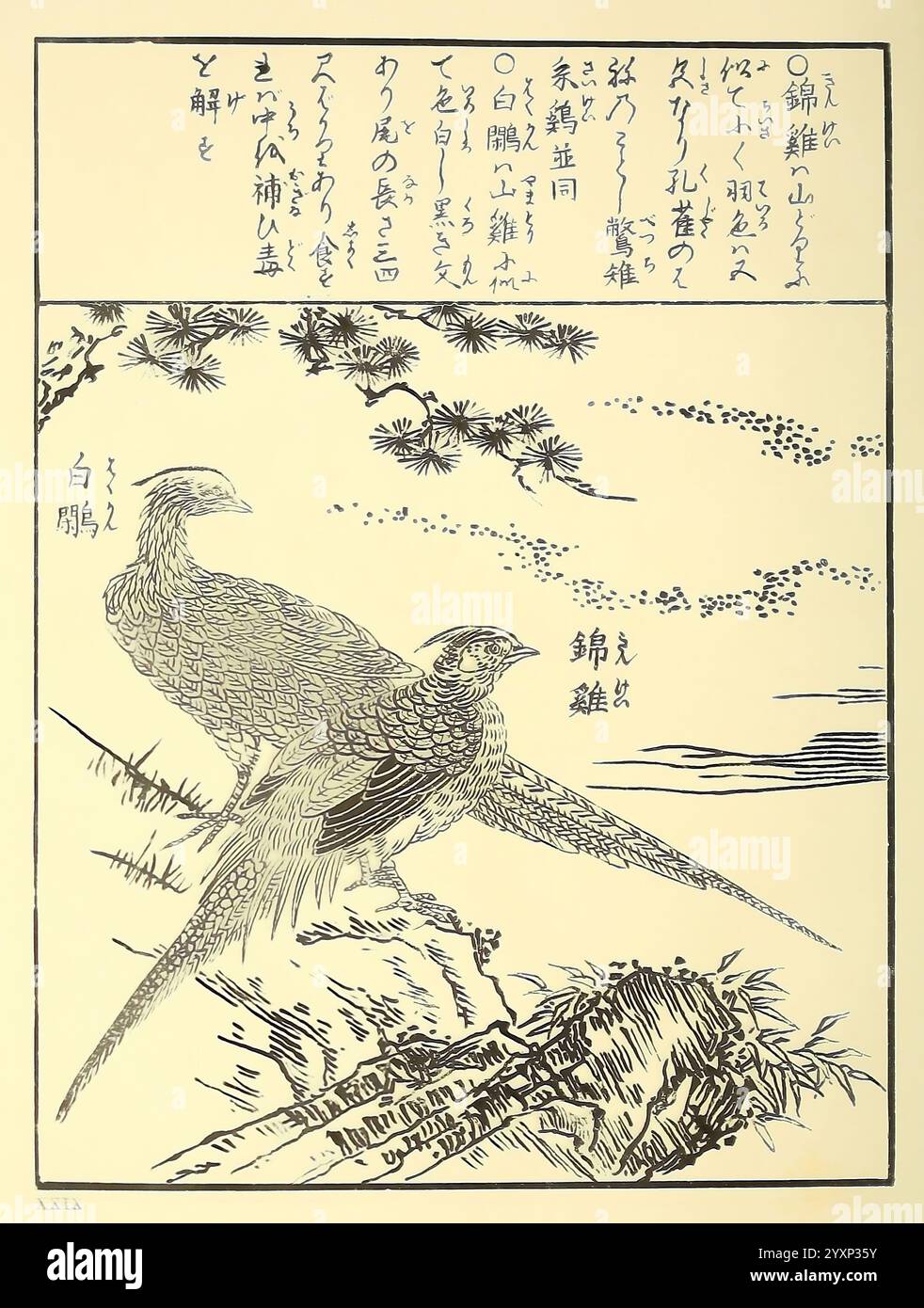 Two beautifully illustrated birds stand hi-res stock photography and ...