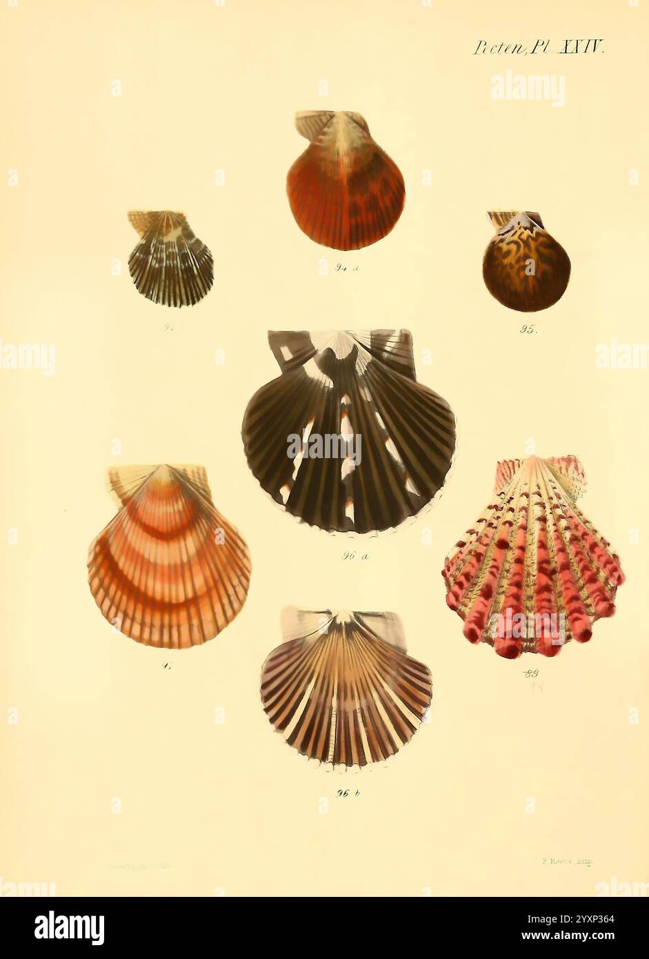 Conchologia Iconica, or Illustrations of the Shells of Molluscous ...