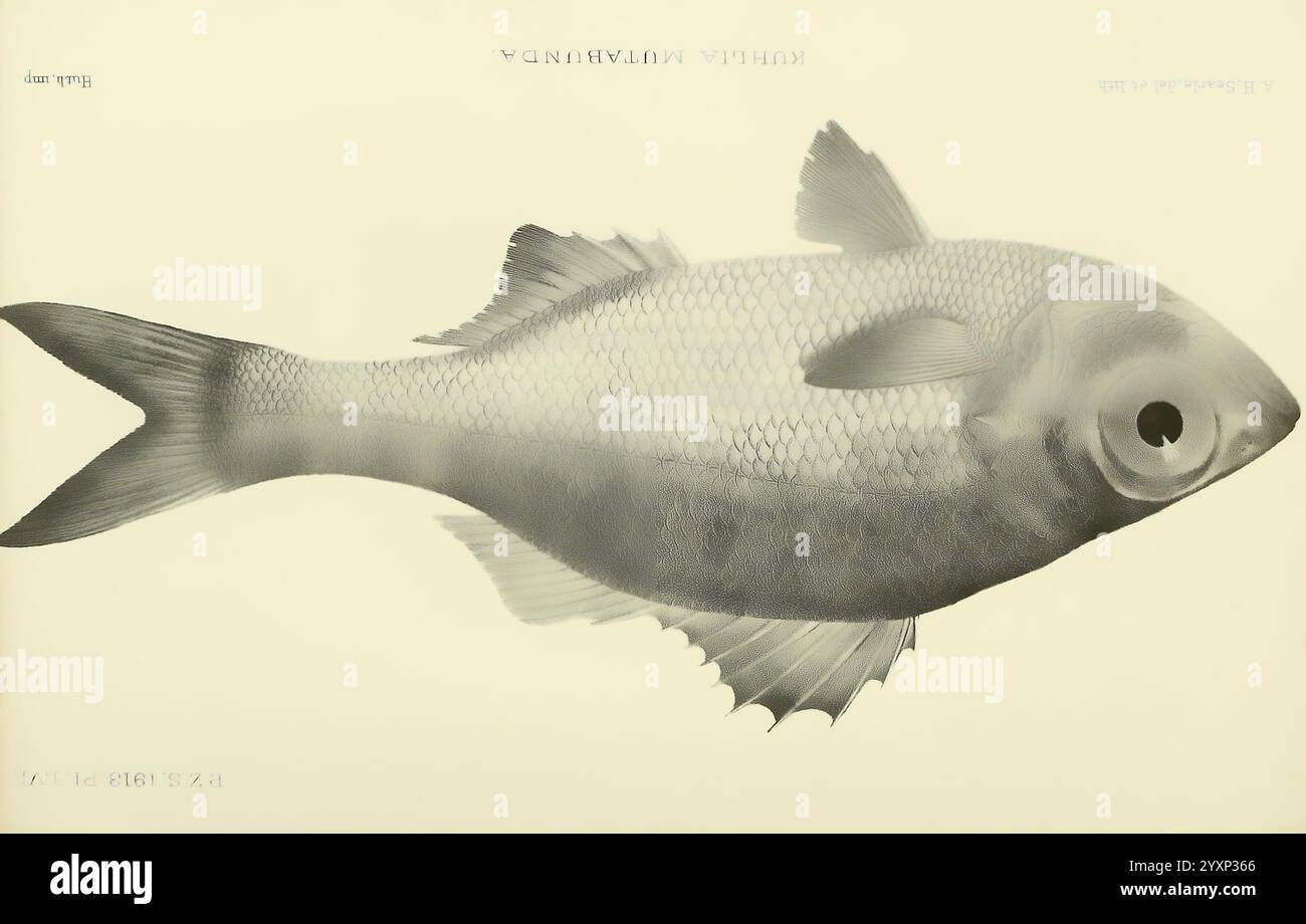 Proceedings of the Zoological Society of London, London, Academic Press ...