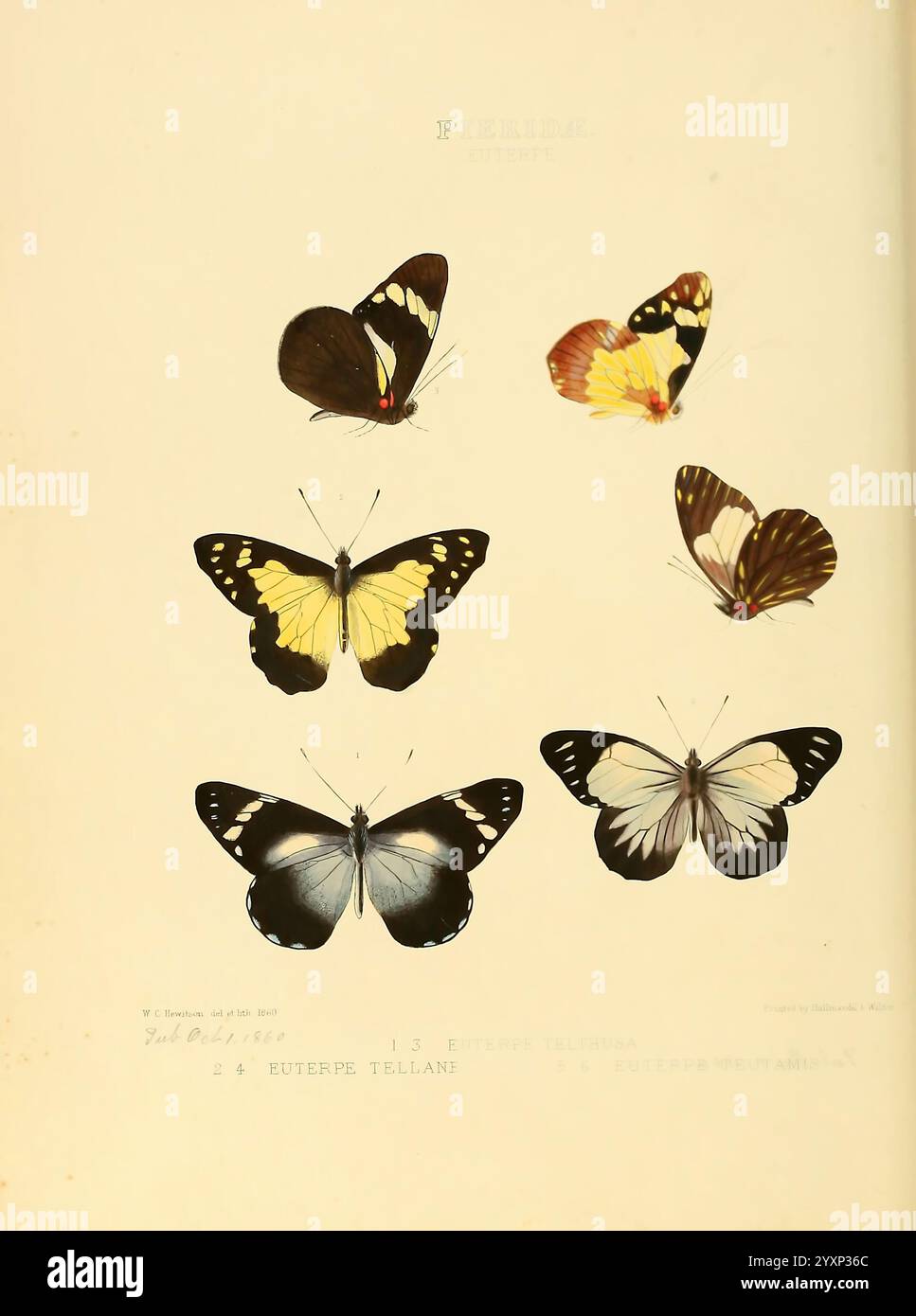 Illustrations, of, new, species, of, exotic, butterflies London, John ...