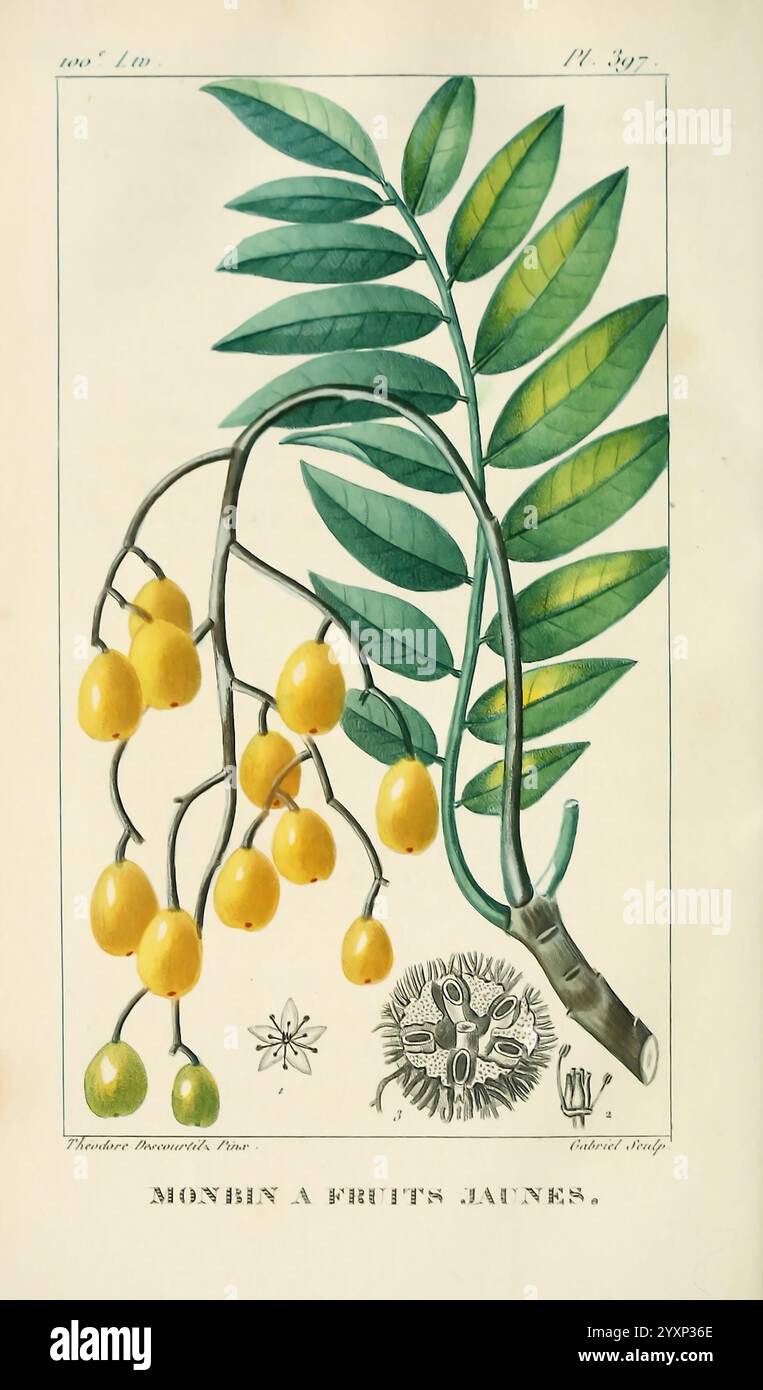Flore pittoresque et médicale des Antilles, Paris Pichard, 1821-1829 ...