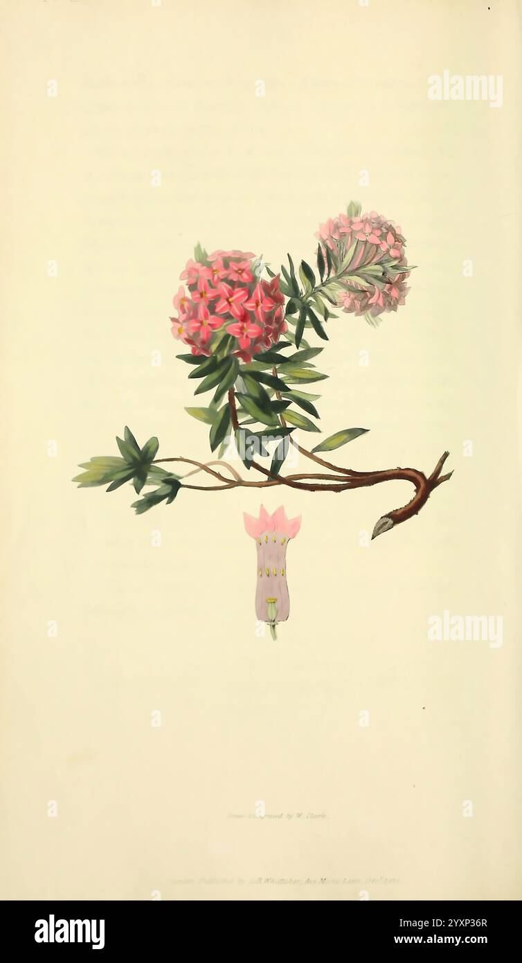 Pink tubular structure emerges hi-res stock photography and images - Alamy