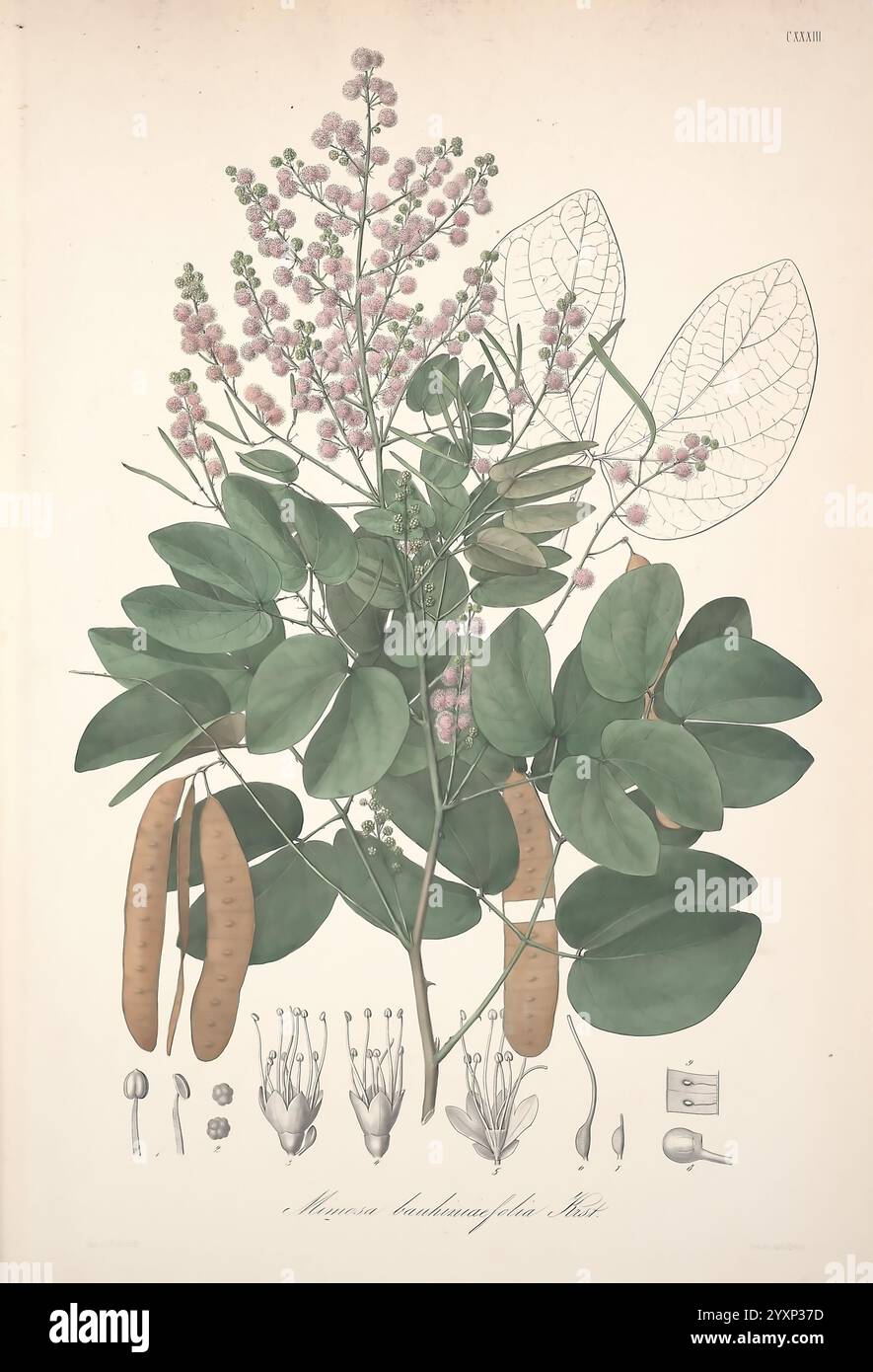 Annotated elements hi-res stock photography and images - Alamy