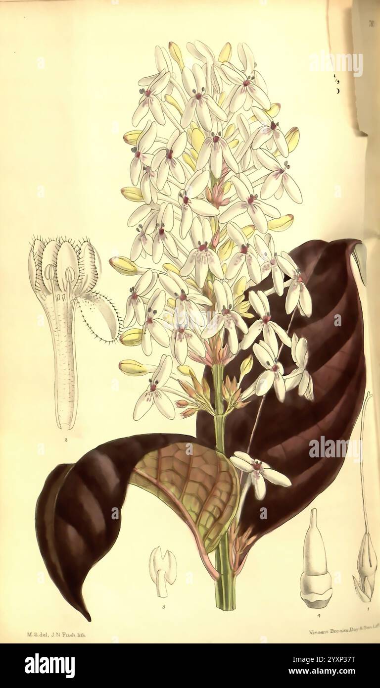 Botany periodicals pictorial works matilda smith solomon islands hi-res ...