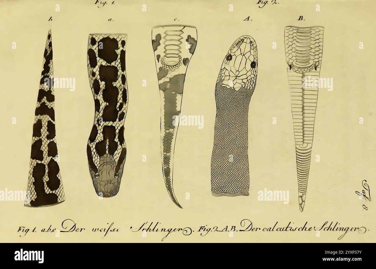 Snakes unique morphology hi-res stock photography and images - Alamy