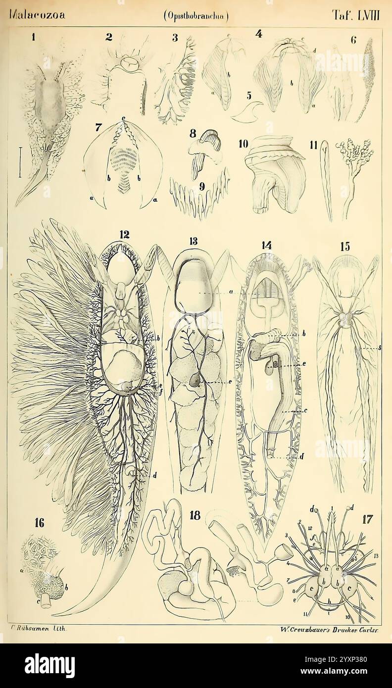 Dr. H.G. Bronn's Klassen und Ordnungen der Weichthiere (Malacozoa ...