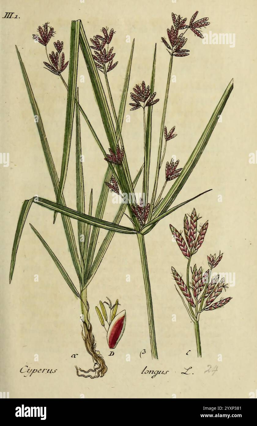 Botanical labels indicate hi-res stock photography and images - Alamy