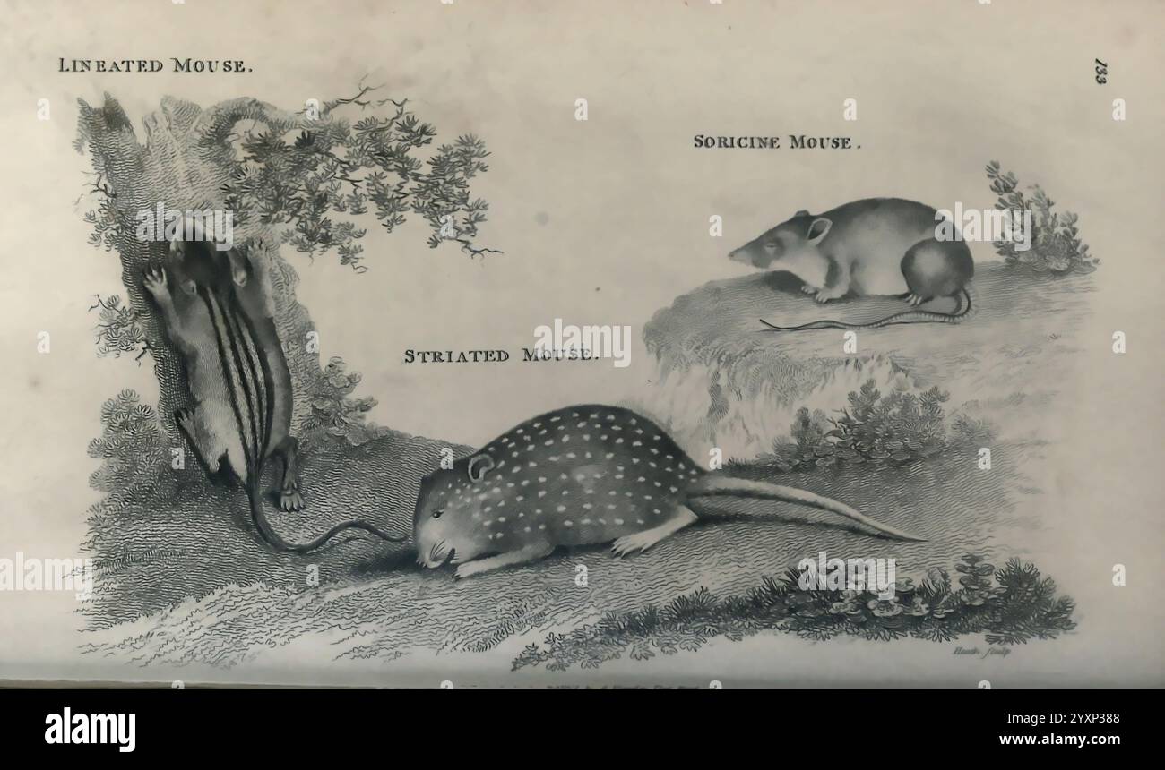 Lank eyed mouse hi-res stock photography and images - Alamy