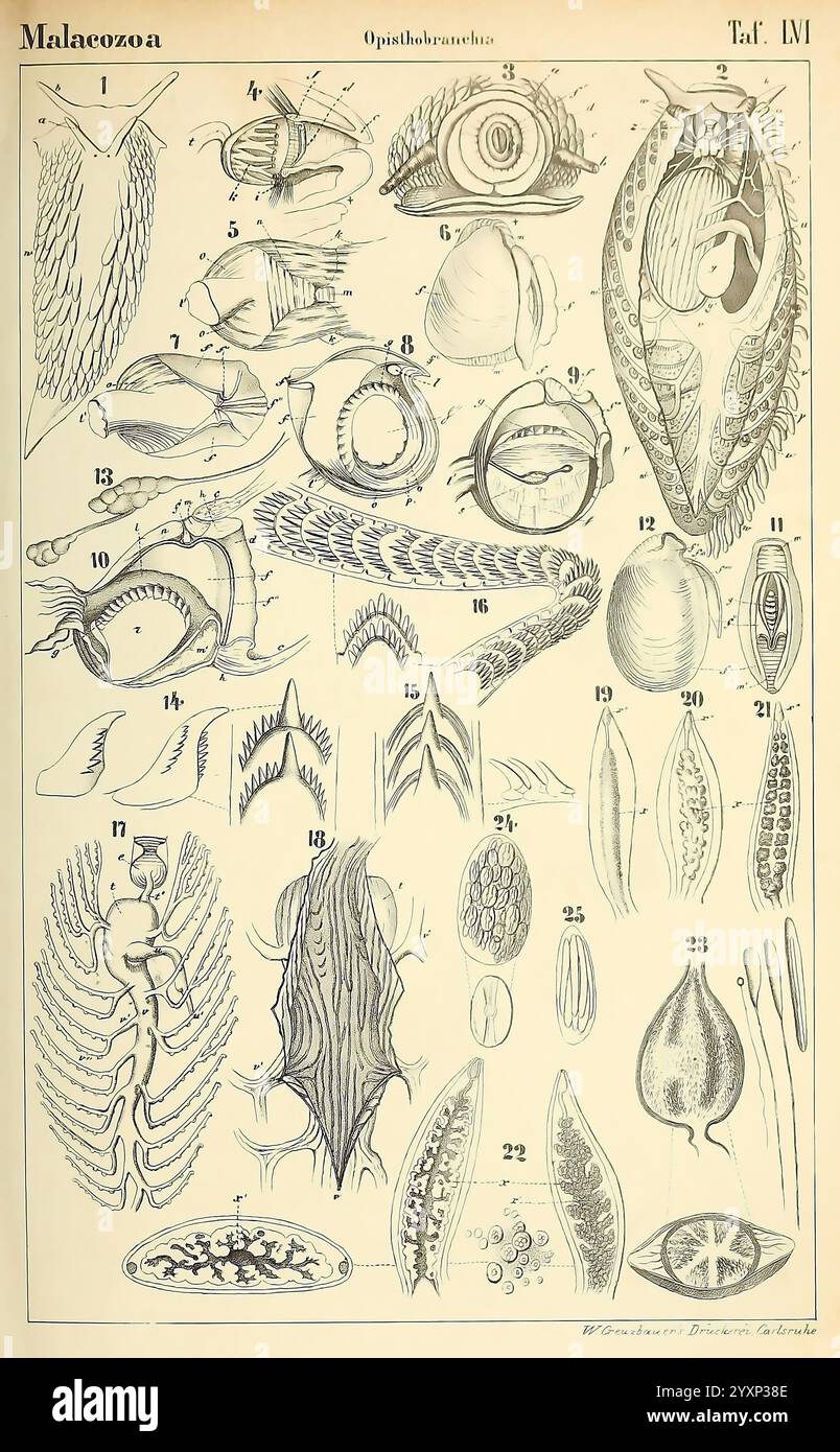Dr. H.G. Bronn's Klassen und Ordnungen der Weichthiere (Malacozoa ...
