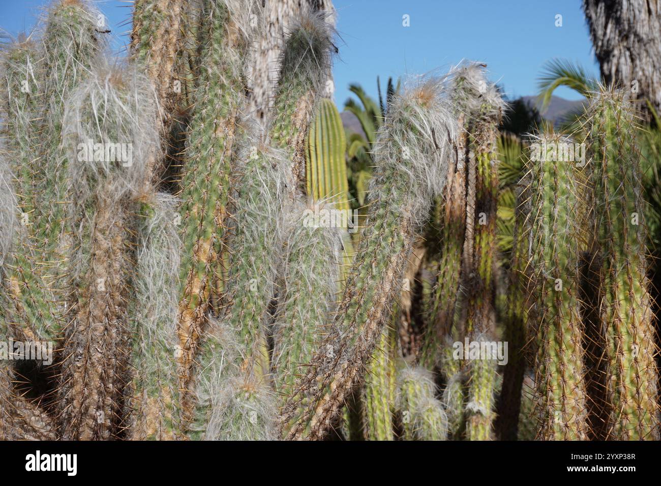 A bunch of cacti with some brown spots on them. The cacti are in a ...