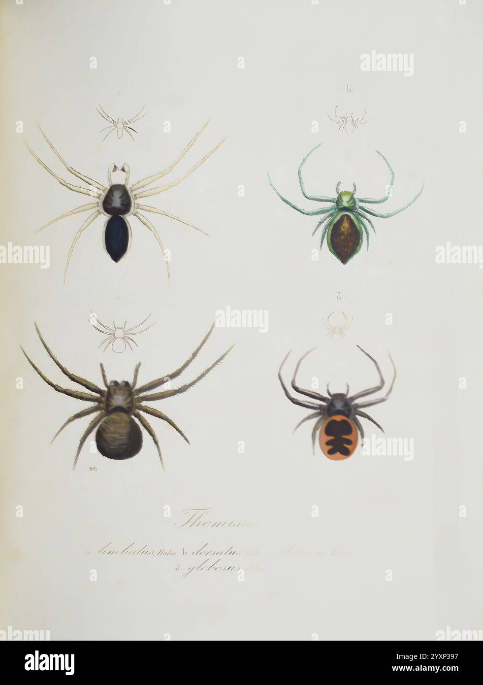 Museums victoria spiders hi-res stock photography and images - Alamy