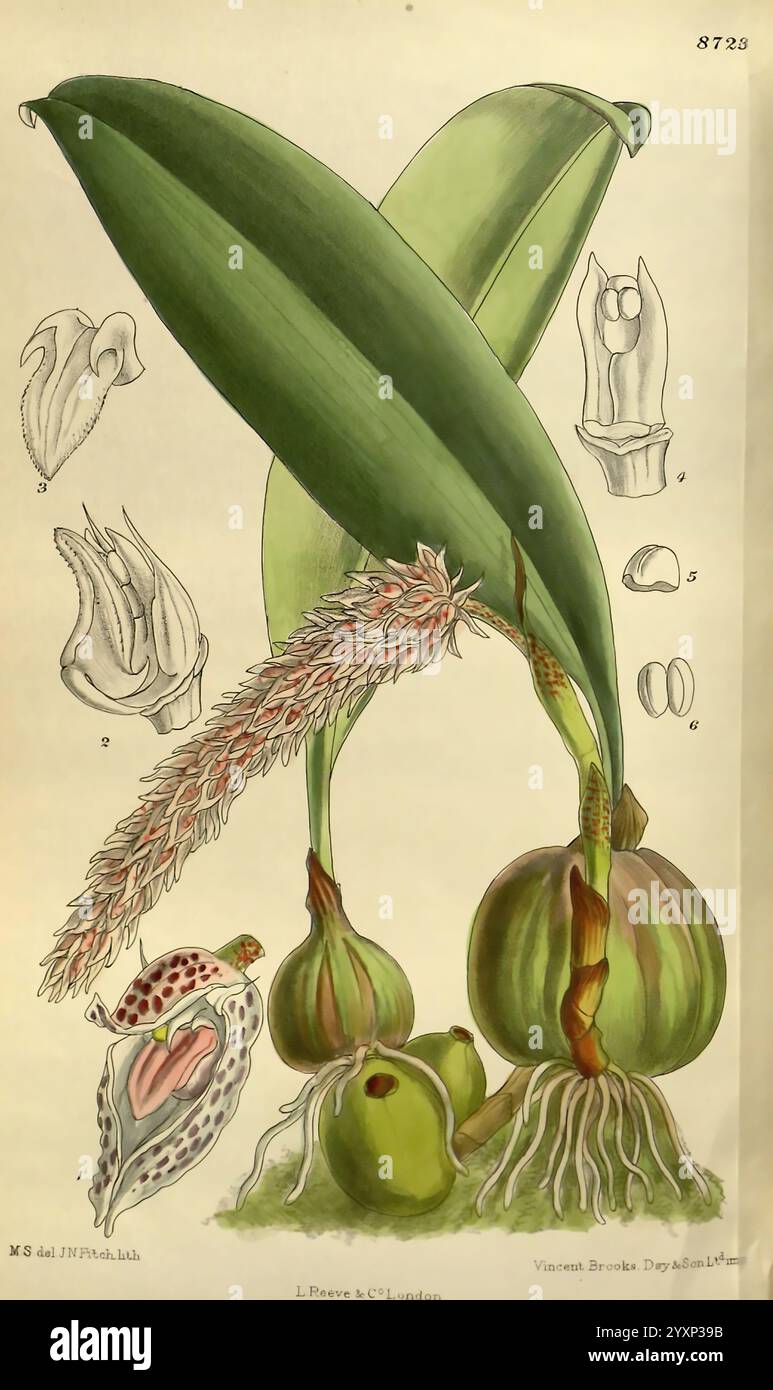 Curtis's botanical magazine, London, New York, botanical illustration ...