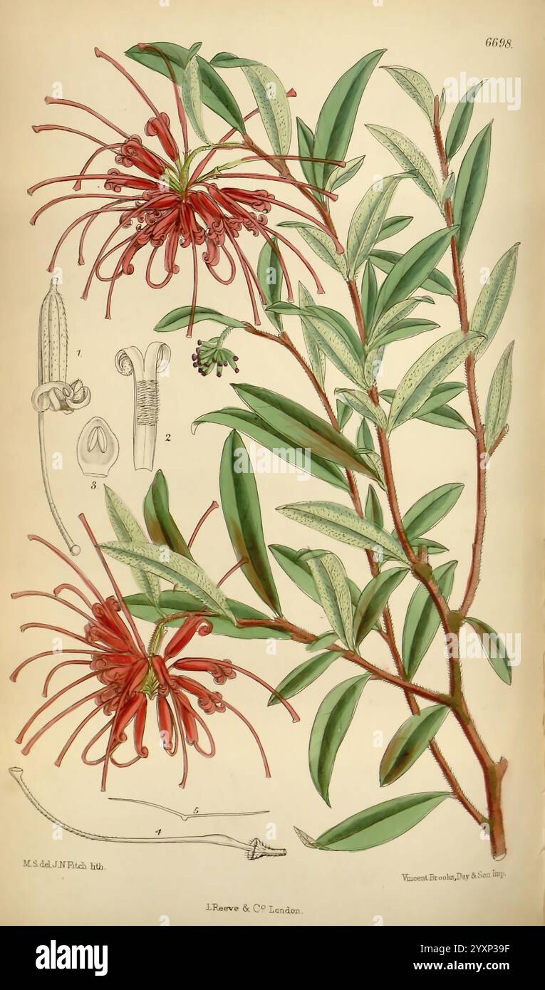 Multiple long stamens hi-res stock photography and images - Alamy