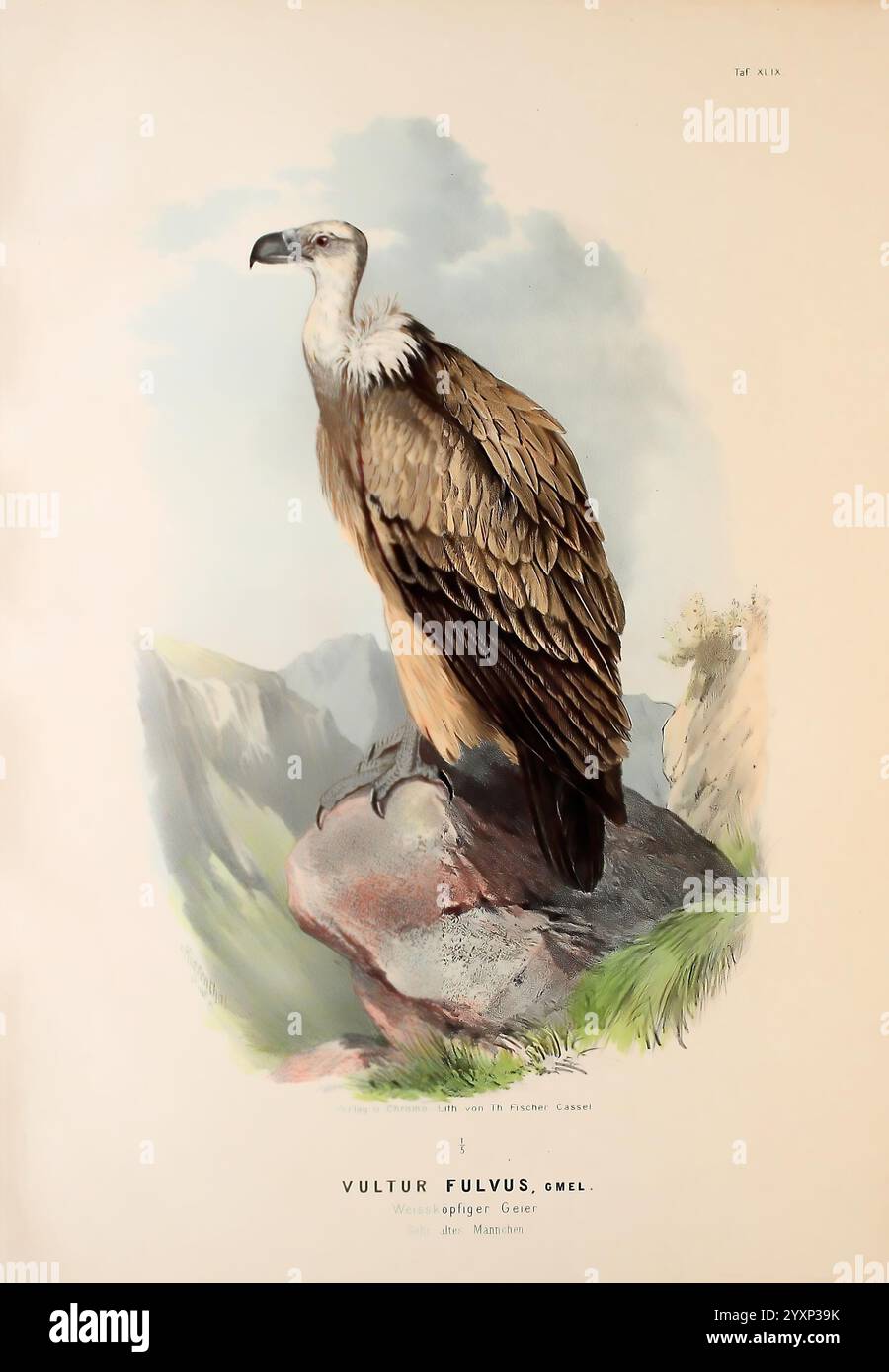 Vultures powerful physique hi-res stock photography and images - Alamy