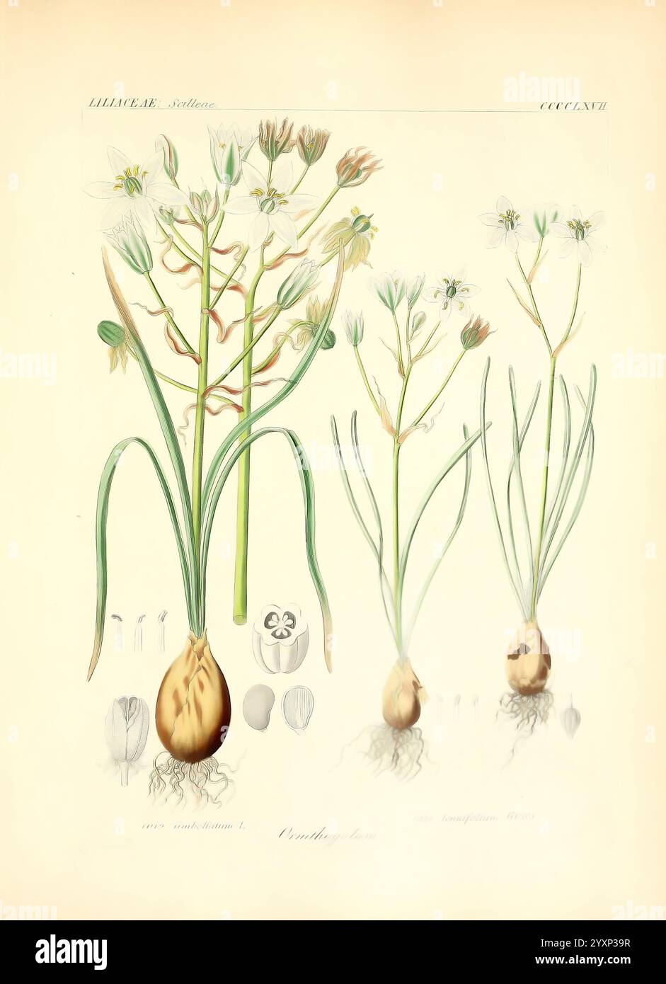 Illustrated botanical plate features hi-res stock photography and ...