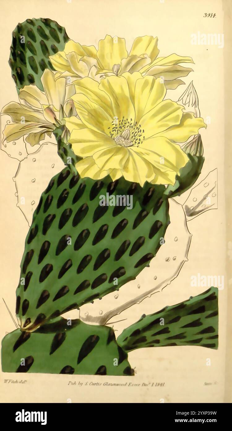 Curtis's Botanical Magazine, London, New York, botanical illustration ...