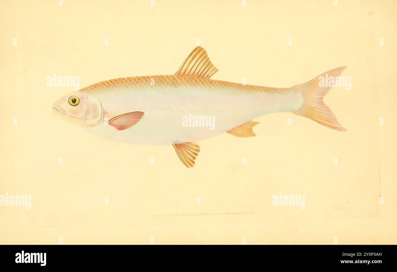 The natural history of British fishes, London, Printed for the author ...