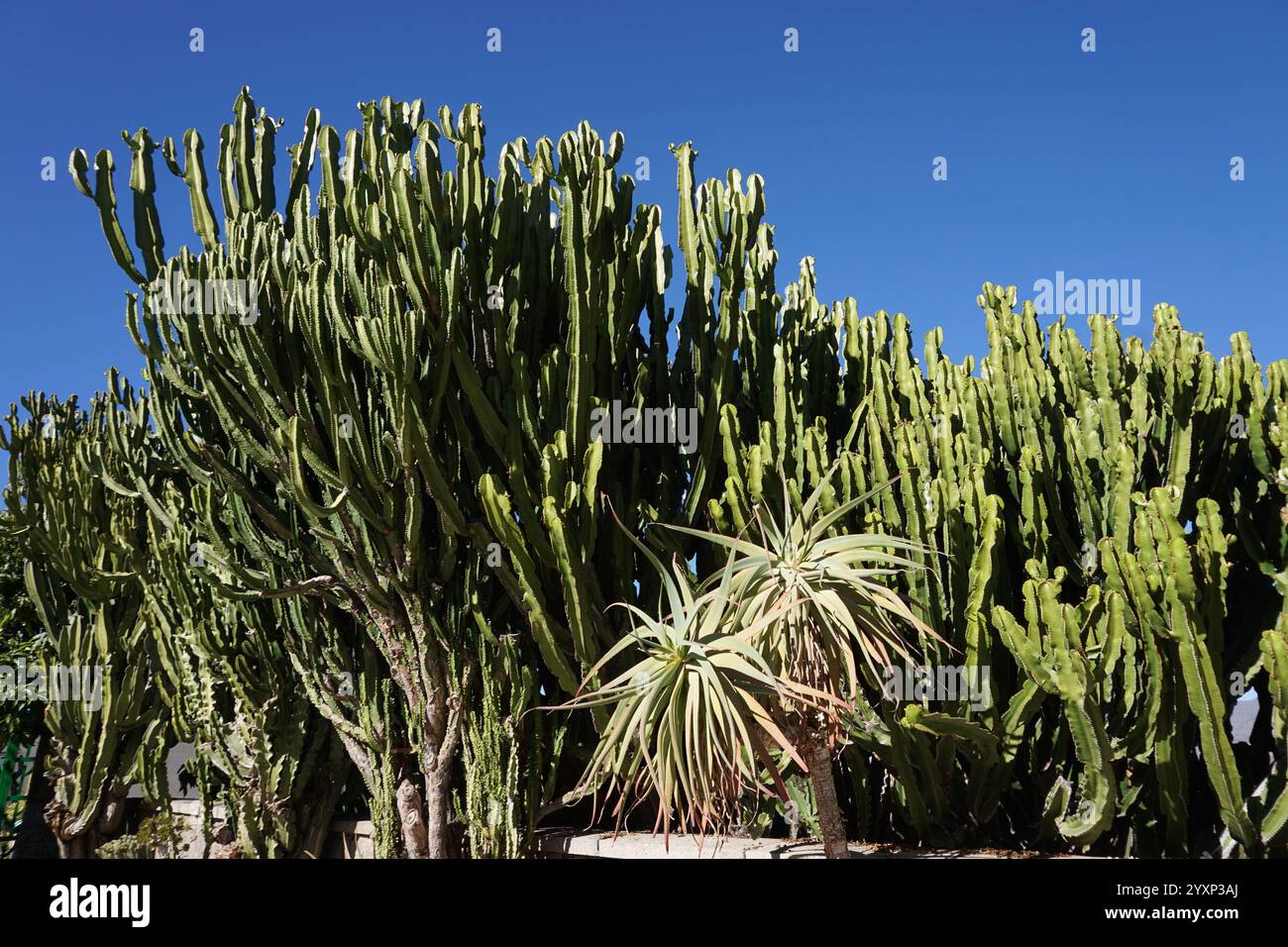 A row of cacti with one of them being a small plant. The cacti are ...