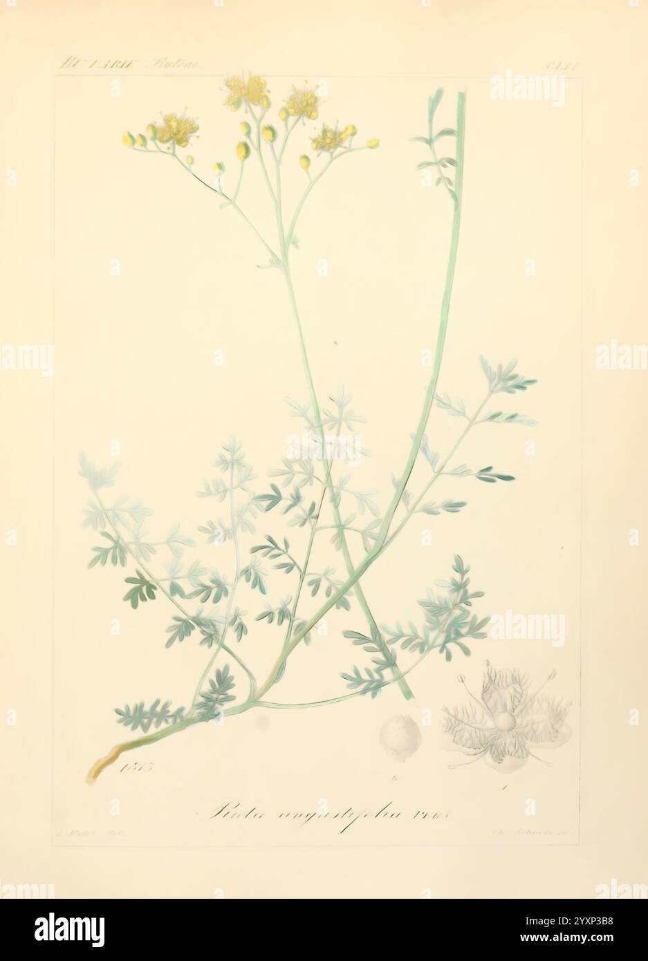 Plant ruta angustifolia hi-res stock photography and images - Alamy