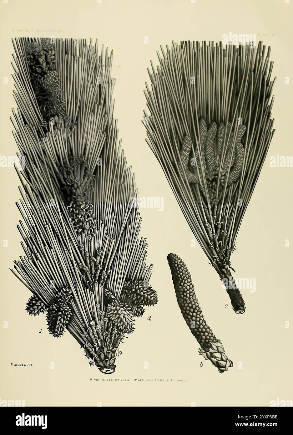 Rounded female cones hi-res stock photography and images - Alamy