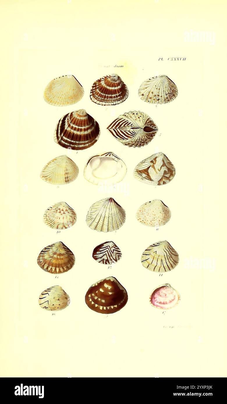 Shell showcases unique patterns hi-res stock photography and images - Alamy