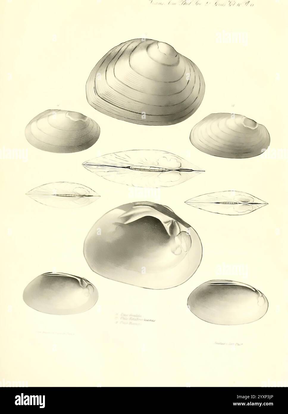 Understanding bivalve morphology hi-res stock photography and images ...