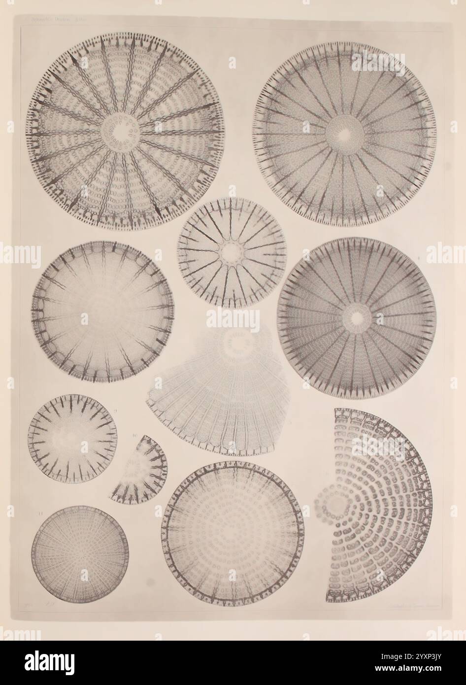 Resemble circular graphs hi-res stock photography and images - Alamy