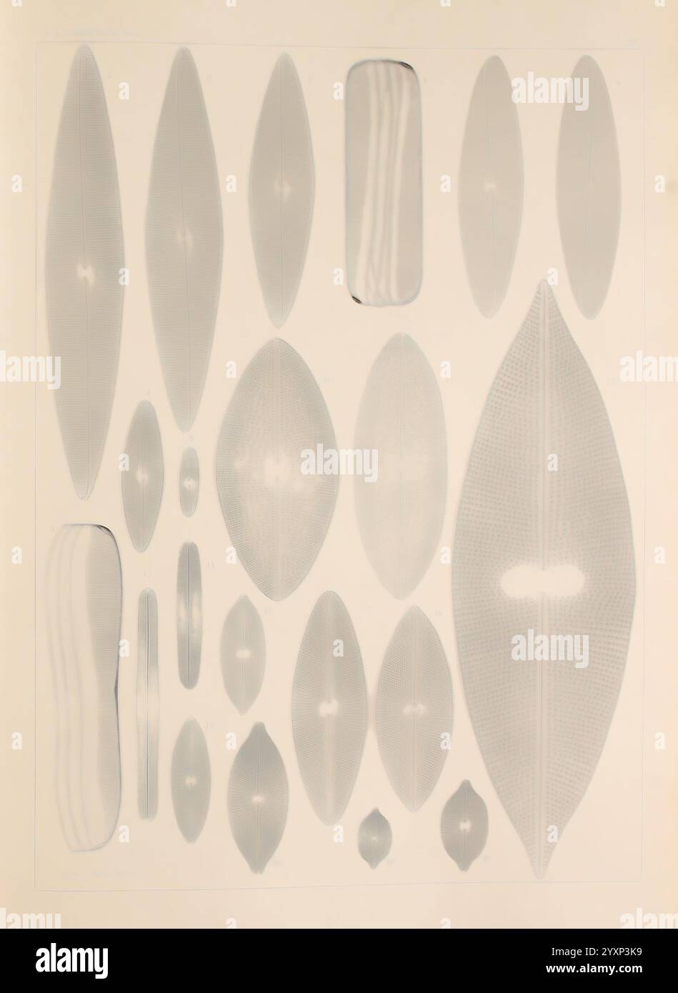 Diatom identification hi-res stock photography and images - Alamy