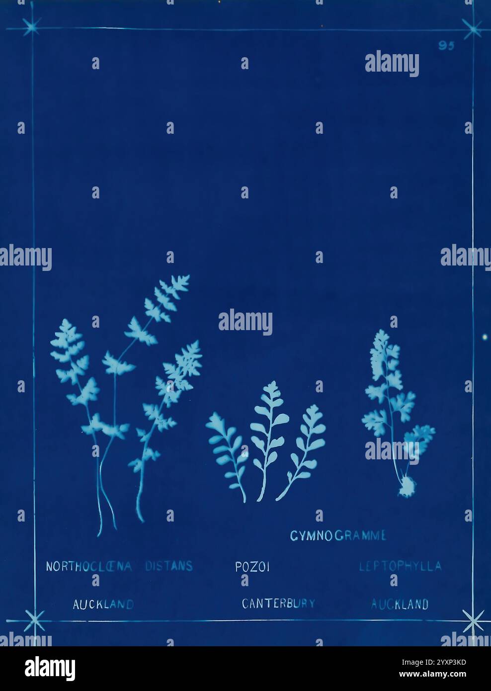 Artwork beautifully combines scientific documentation hi-res stock ...