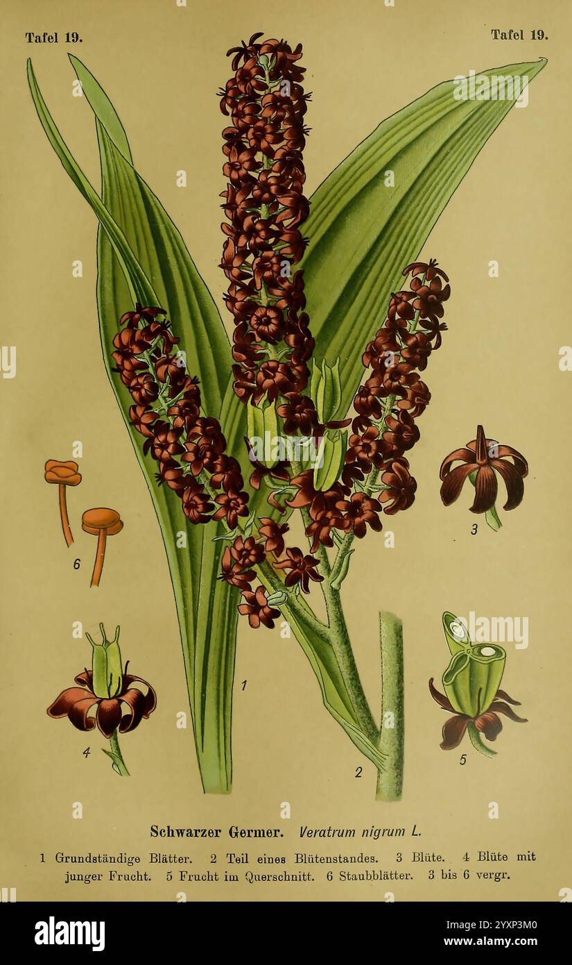 Plant veratrum nigrum hi-res stock photography and images - Alamy