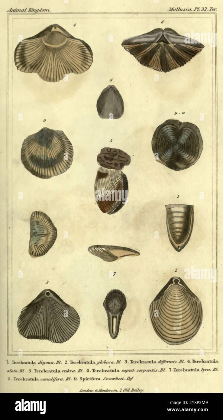 Rich diversity of bivalve mollusks hi-res stock photography and images - Alamy