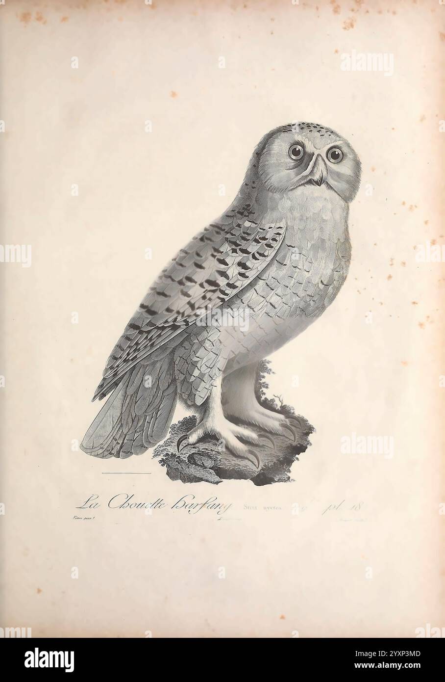 Owls classification hi-res stock photography and images - Alamy