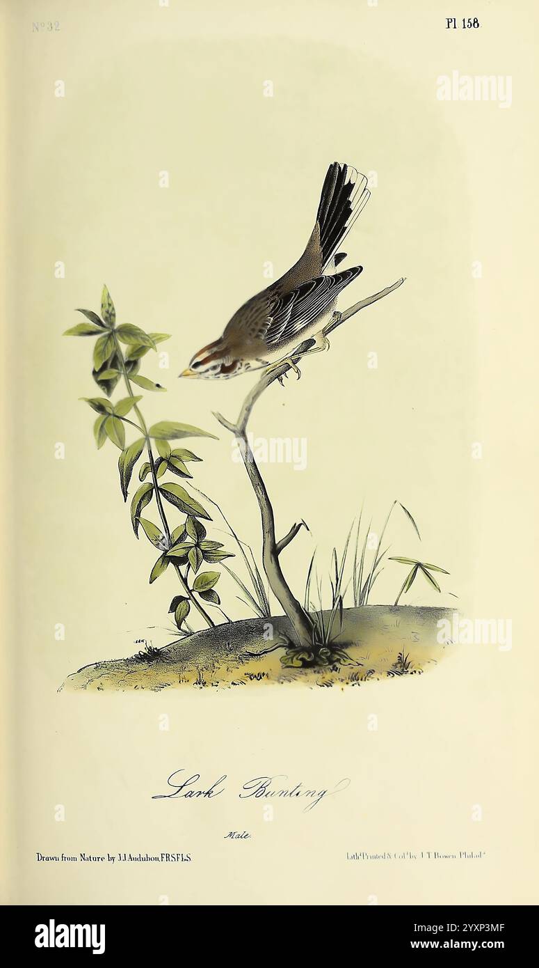 Lark buntings features hi-res stock photography and images - Alamy