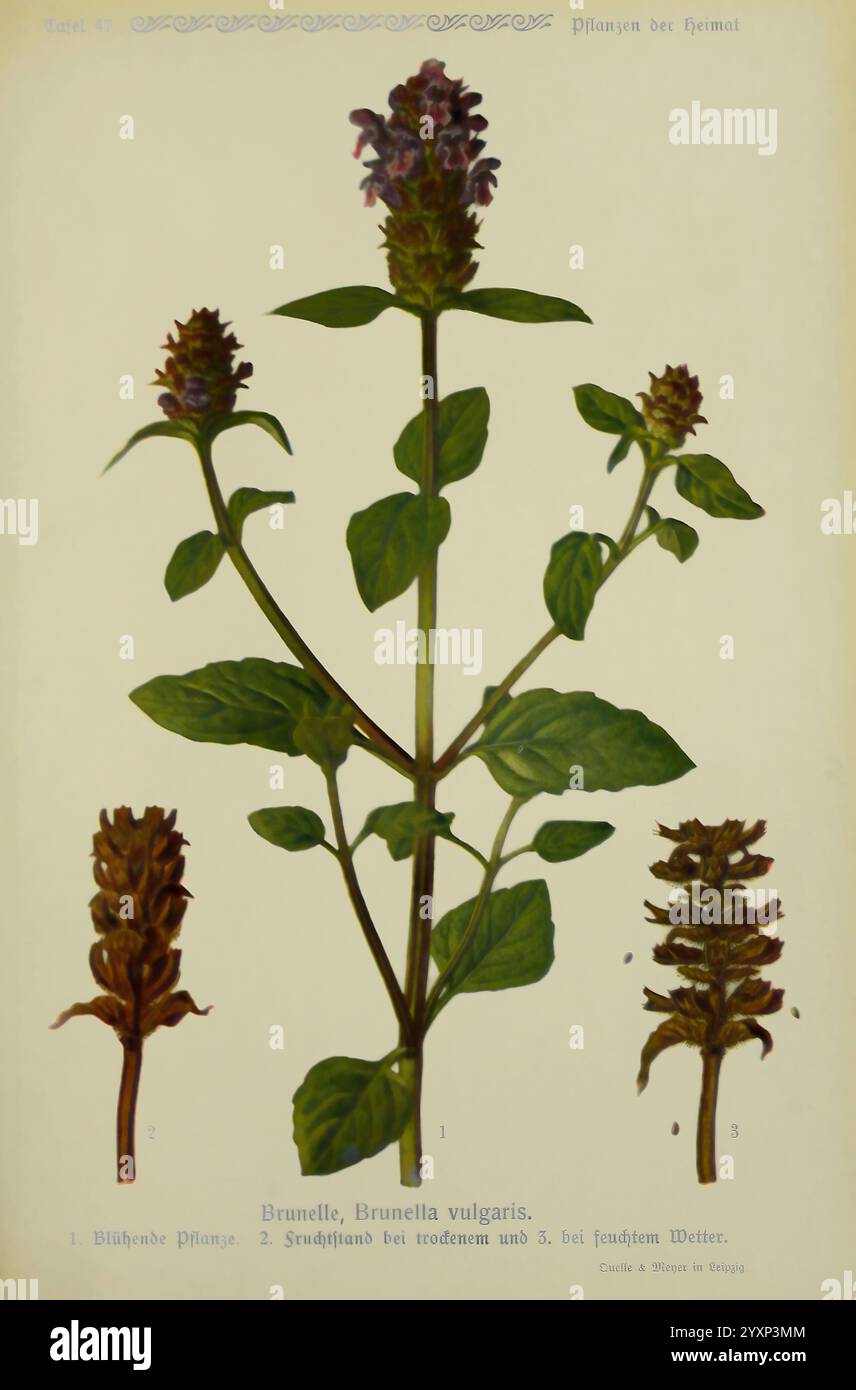 Pflanzen der Heimat Leipzig, Quelle und Meyer, 1913, Germany, Pictorial ...