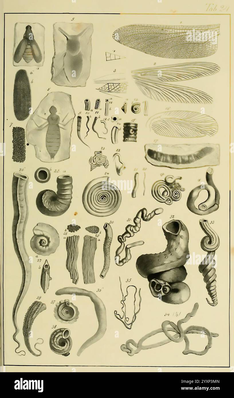 Handbuch der Petrefaktenkunde, Tübingen, H. Laupp, 1852, fossils ...