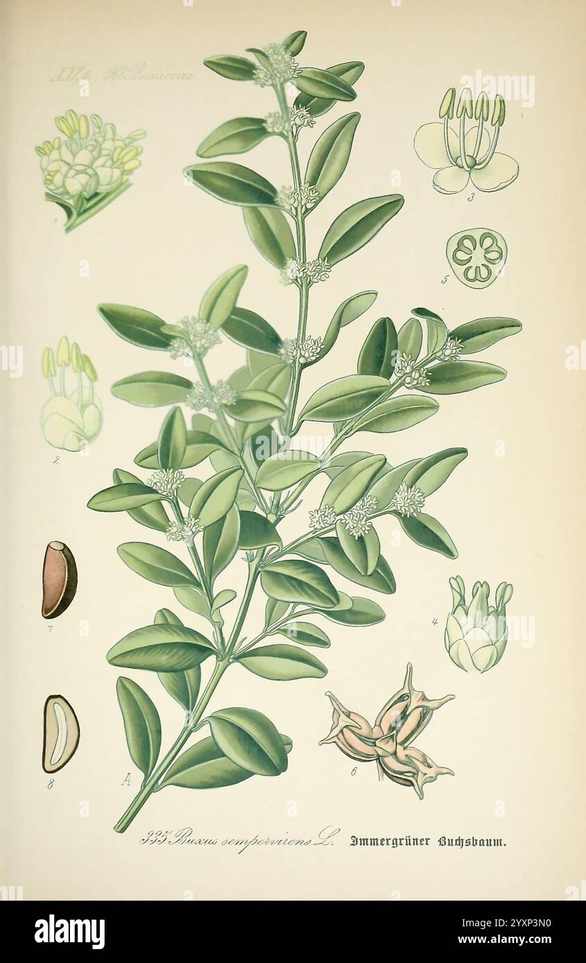 Prof. Dr. Thomé's Flora von Deutschland, Österreich und der Schweiz, in ...