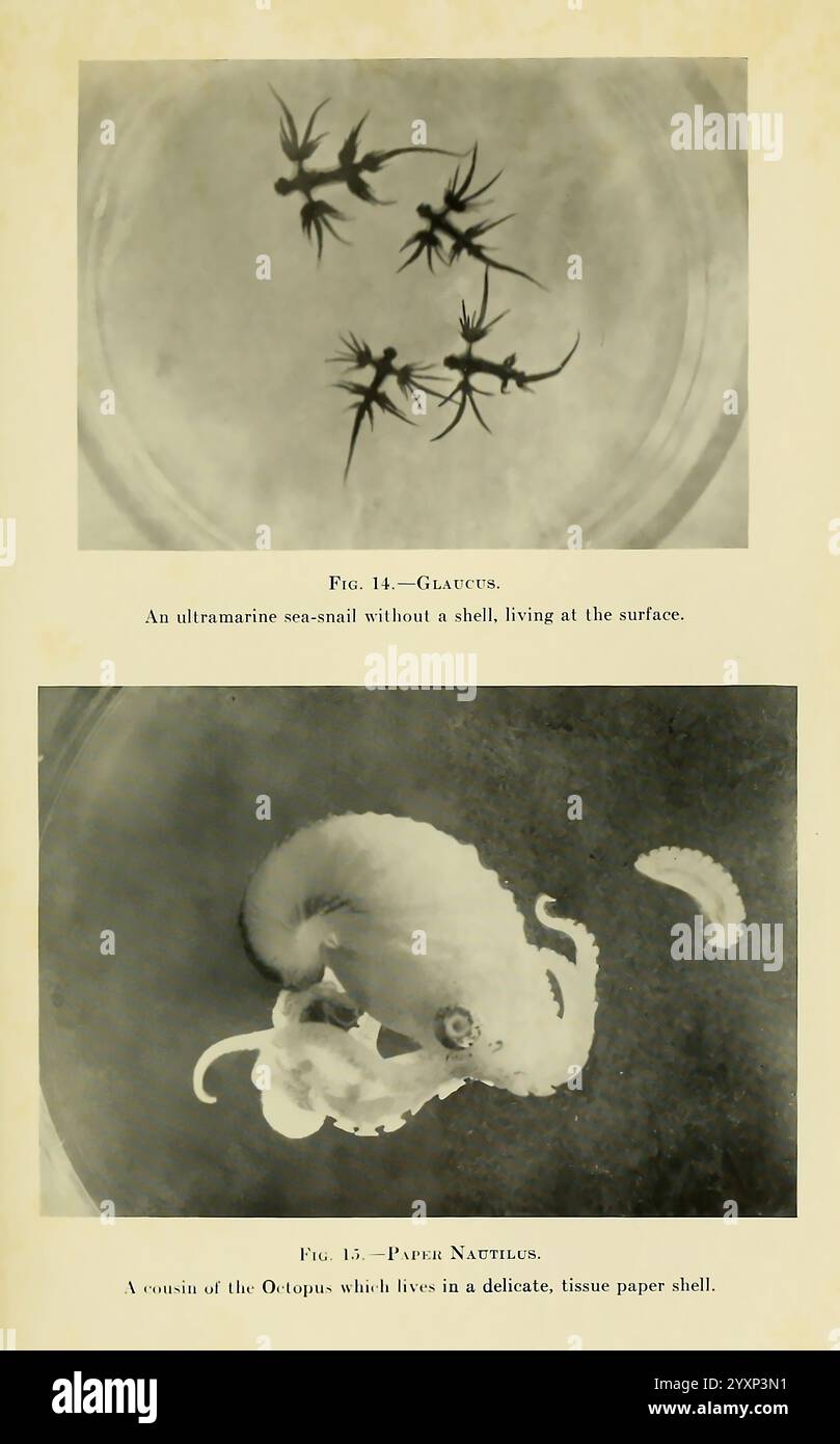 The Arcturus adventure, New York, 1926, Arcturus ship, Cocos Island ...