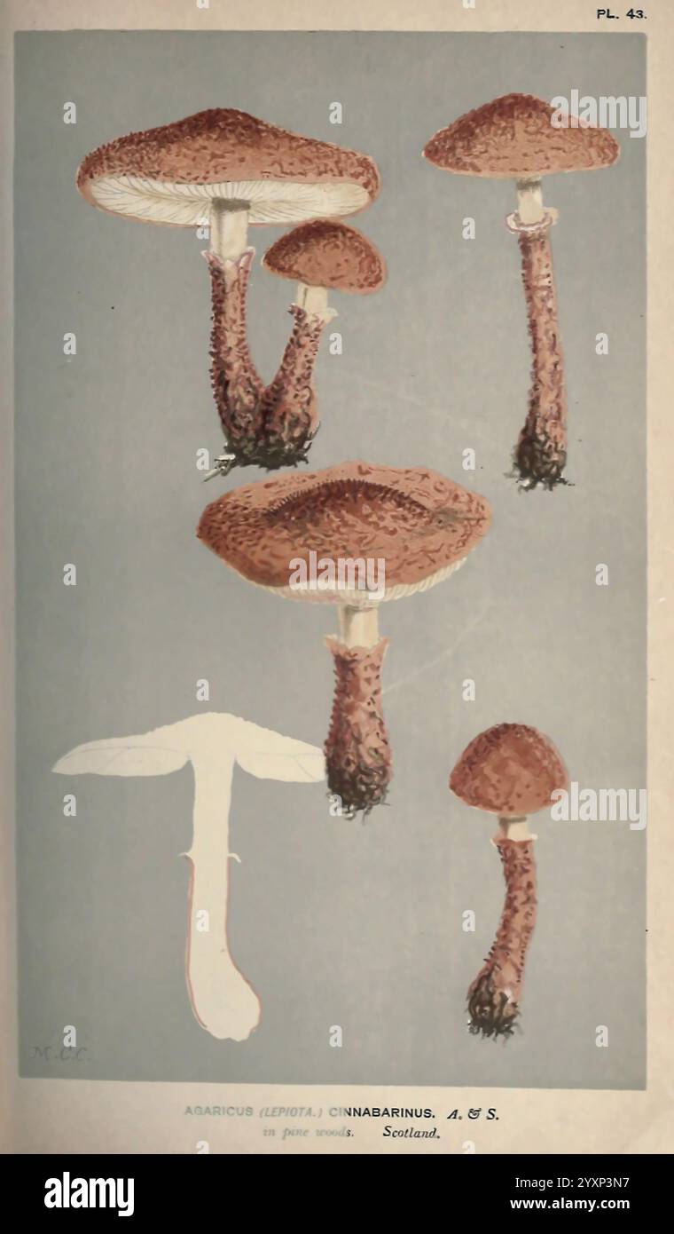 Mushrooms cross section reveals hi-res stock photography and images - Alamy