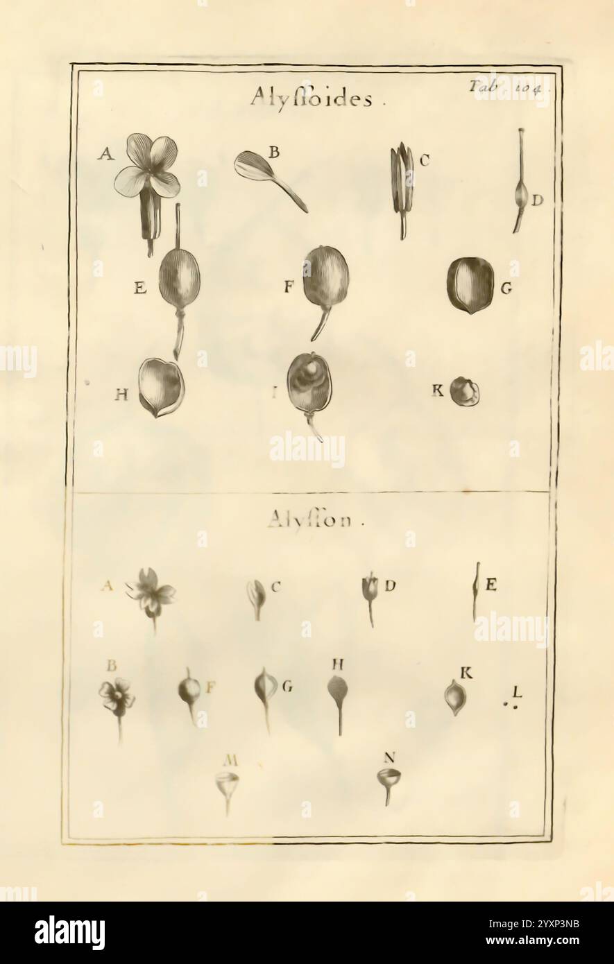 Highlighting additional seed varieties hi-res stock photography and ...