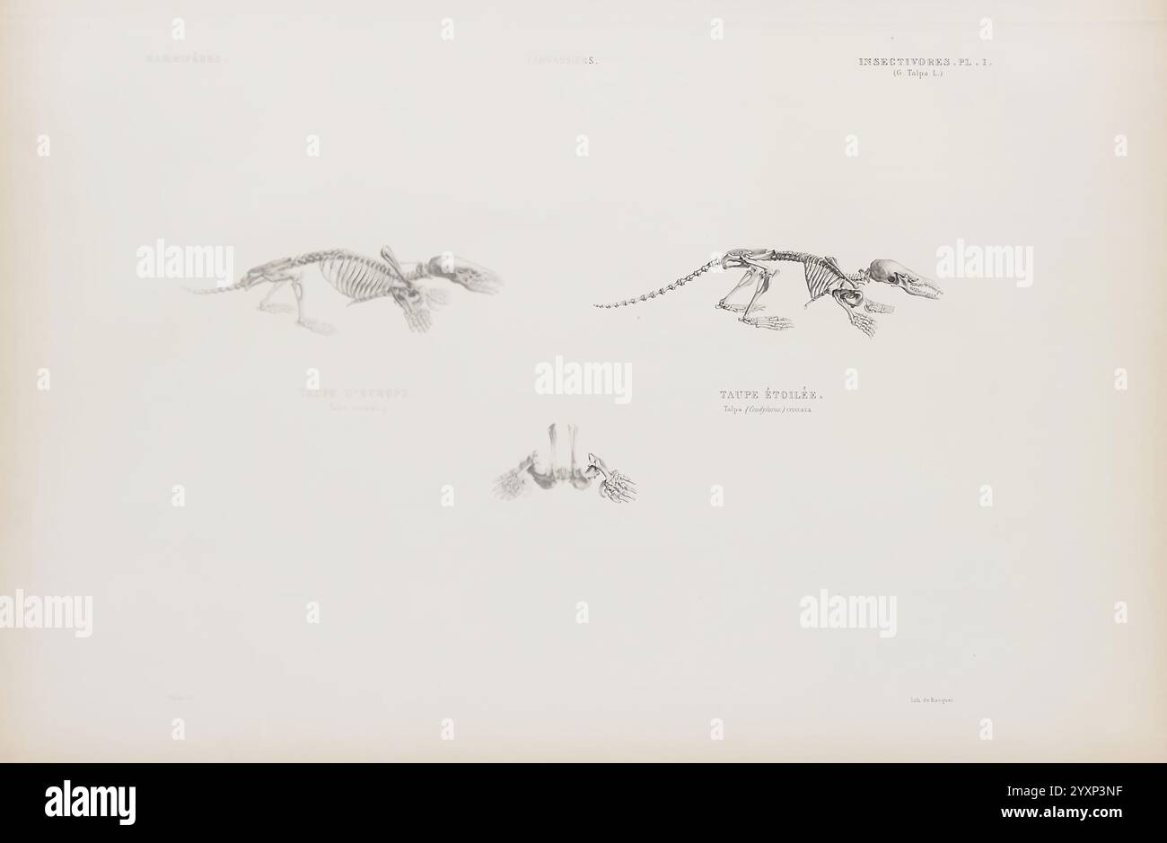 Skeleton resembling hi-res stock photography and images - Alamy