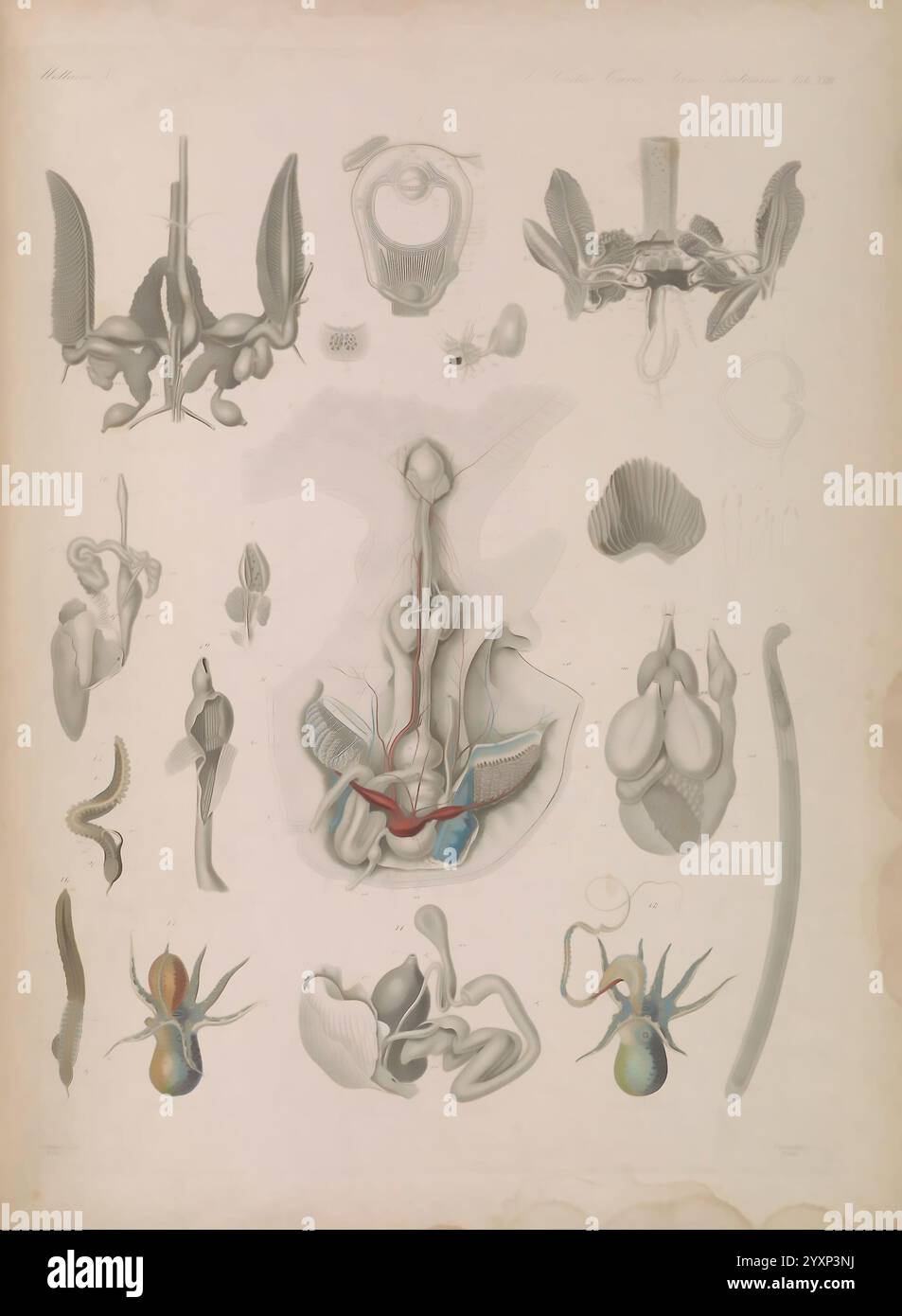 Understanding comparative anatomy hi-res stock photography and images ...