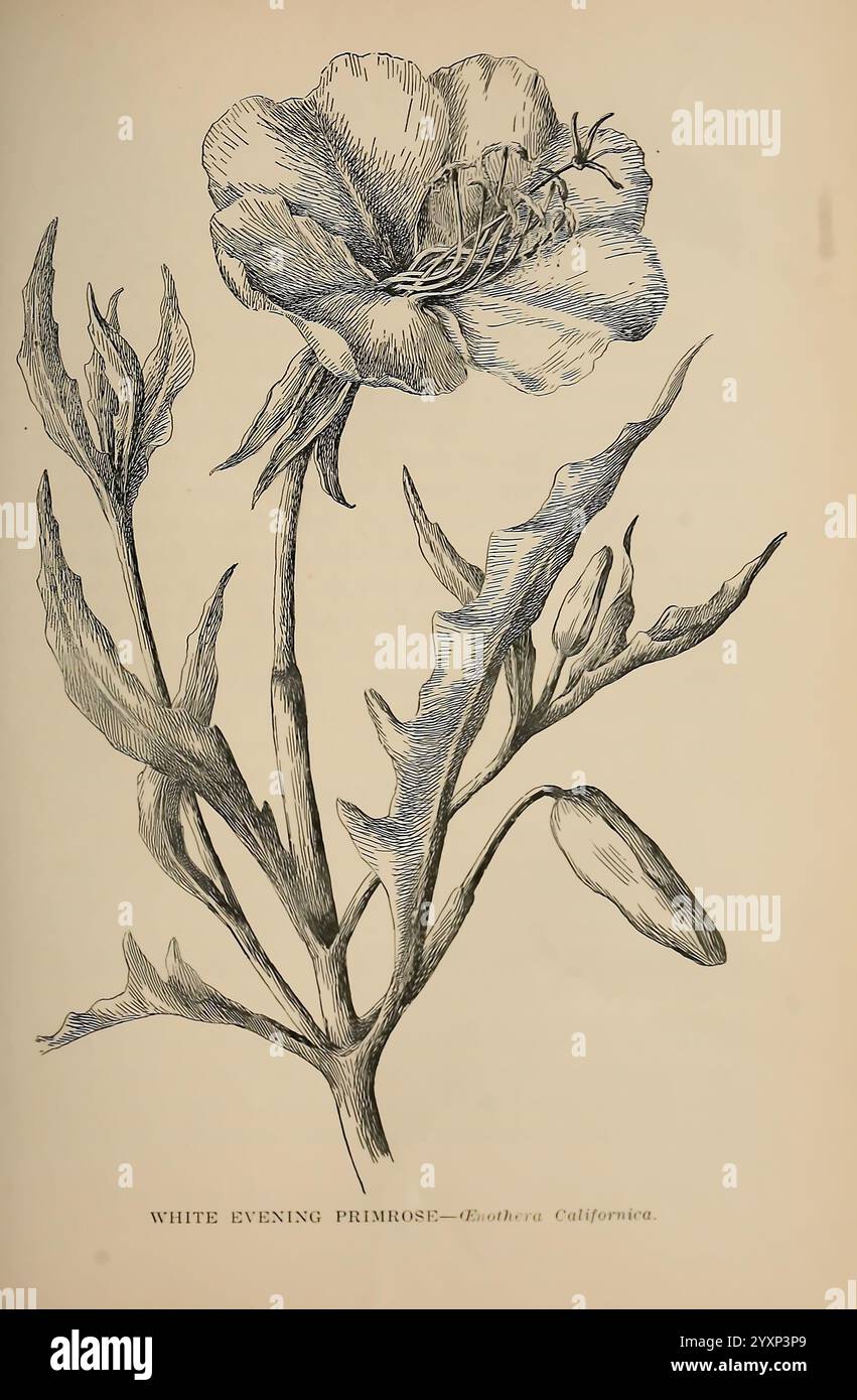 The wild flowers of California, San Francisco, Payot, Upham, & company ...