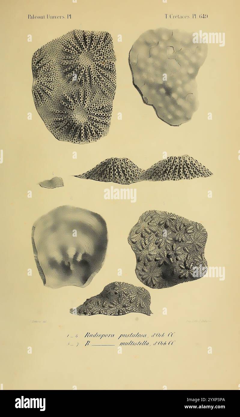 Classification within paleontology hi-res stock photography and images ...