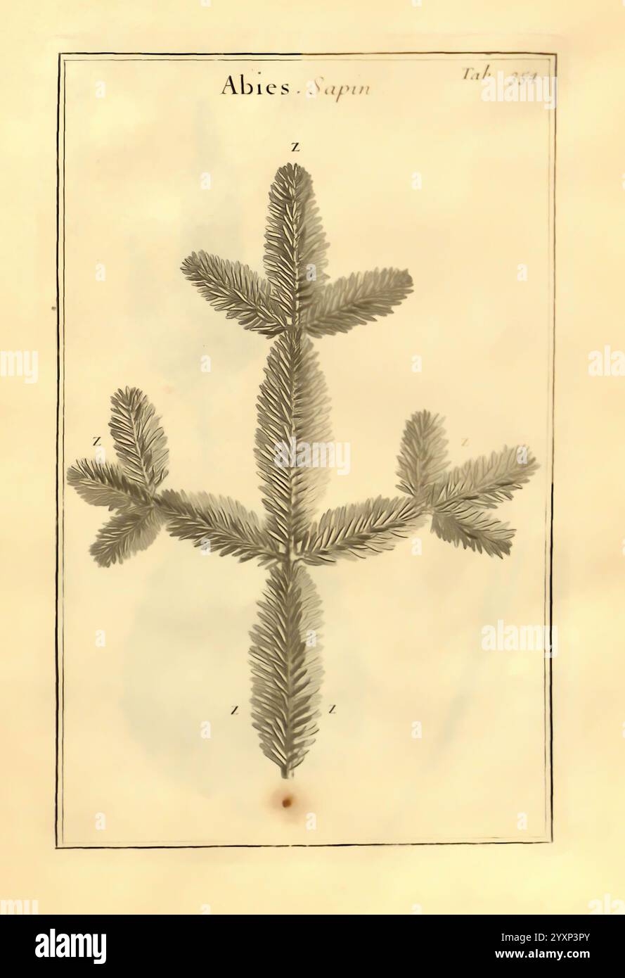 Detailed botanical representation captures hi-res stock photography and ...