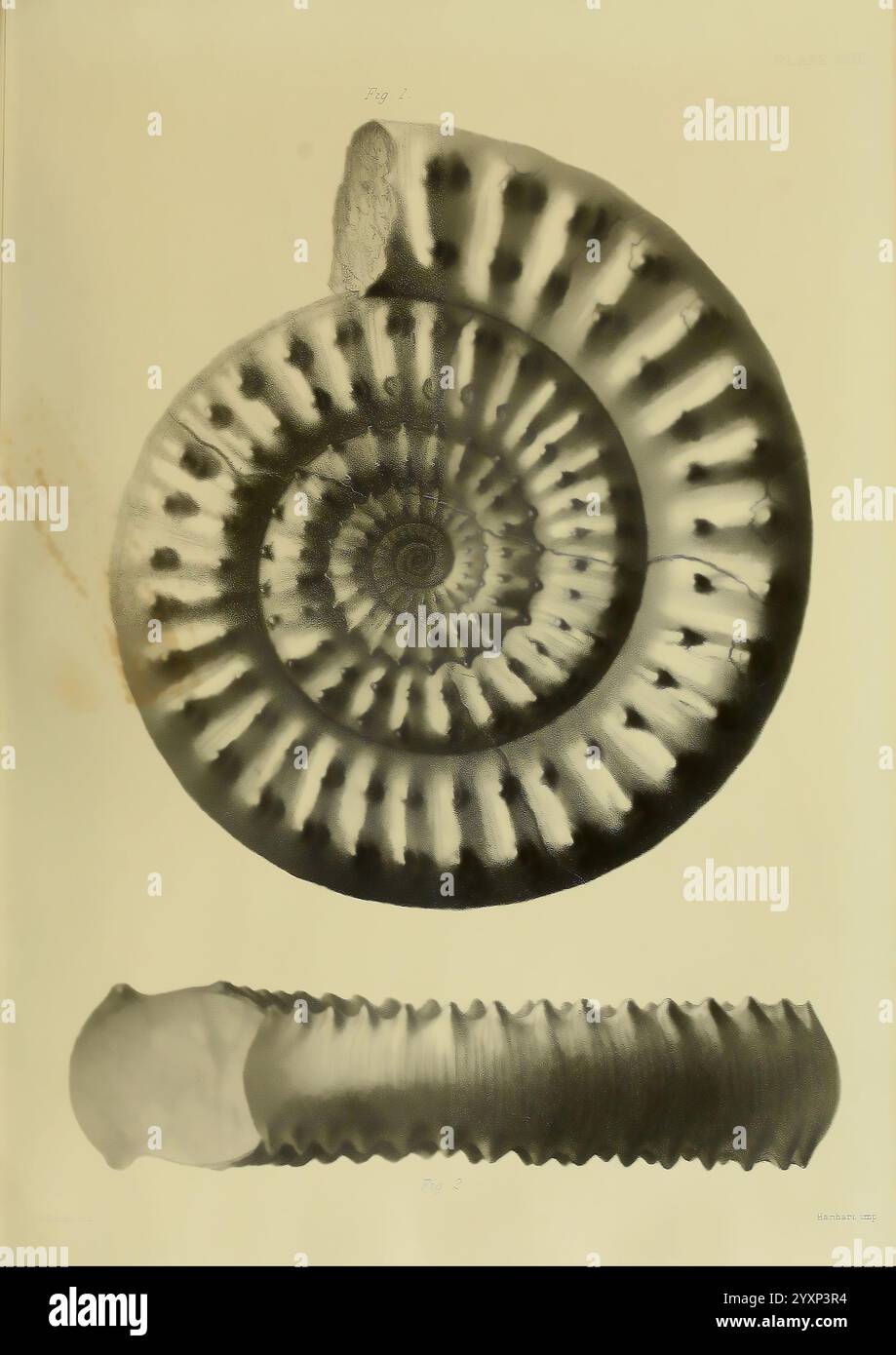 Monograph on the Lias Ammonites of the British islands London, Printed ...