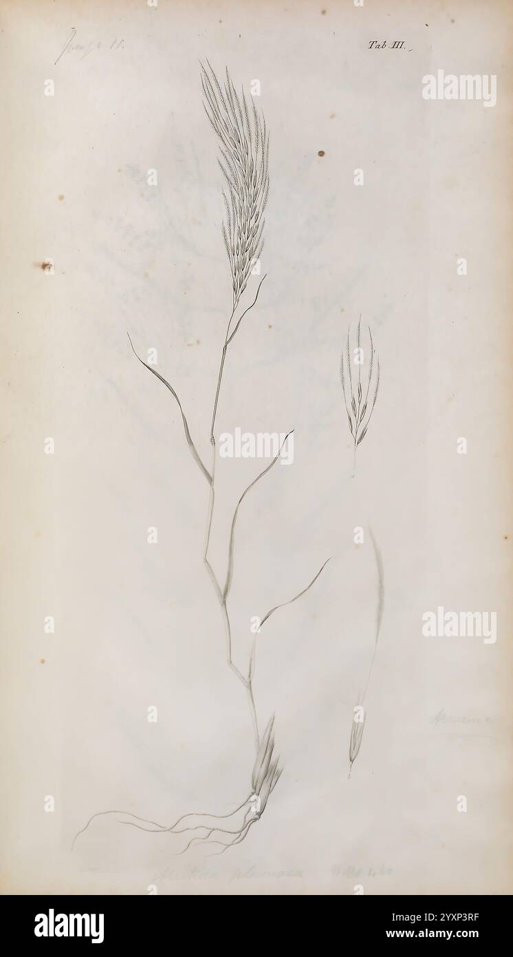 Delicate spikelets form hi-res stock photography and images - Alamy