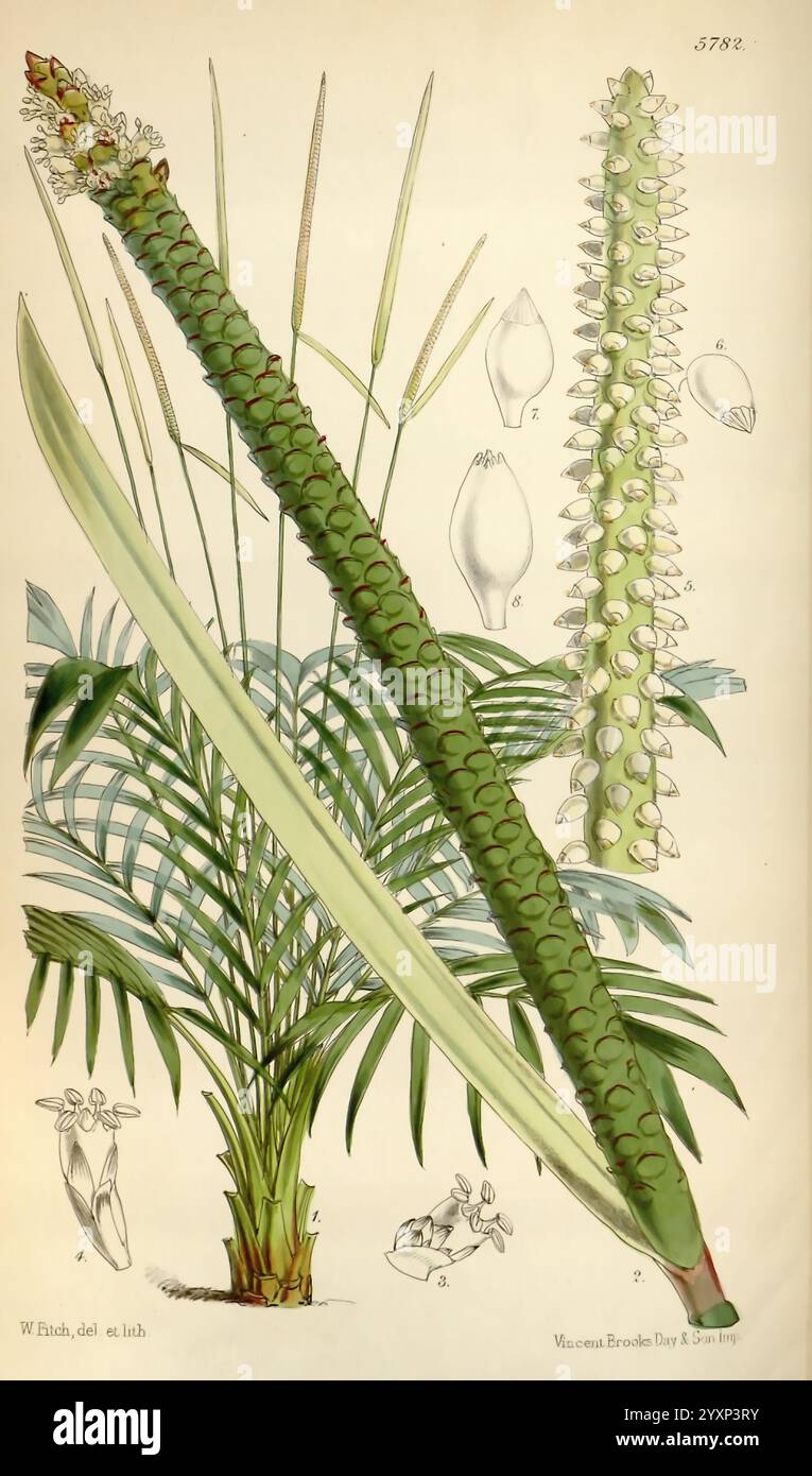 Plants elongated floral spike showcases hi-res stock photography and ...