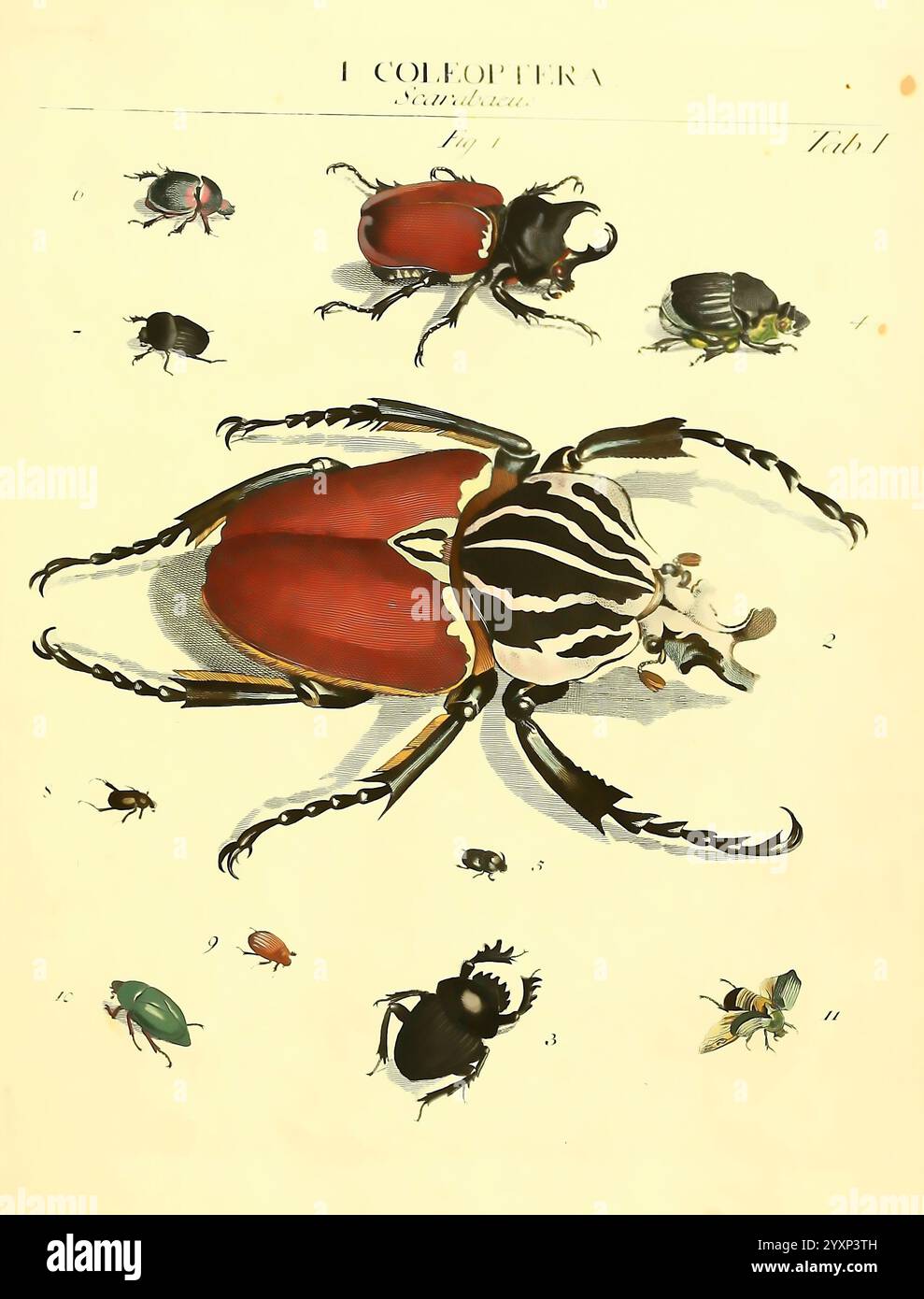 Composition features vividly detailed beetles hi-res stock photography ...