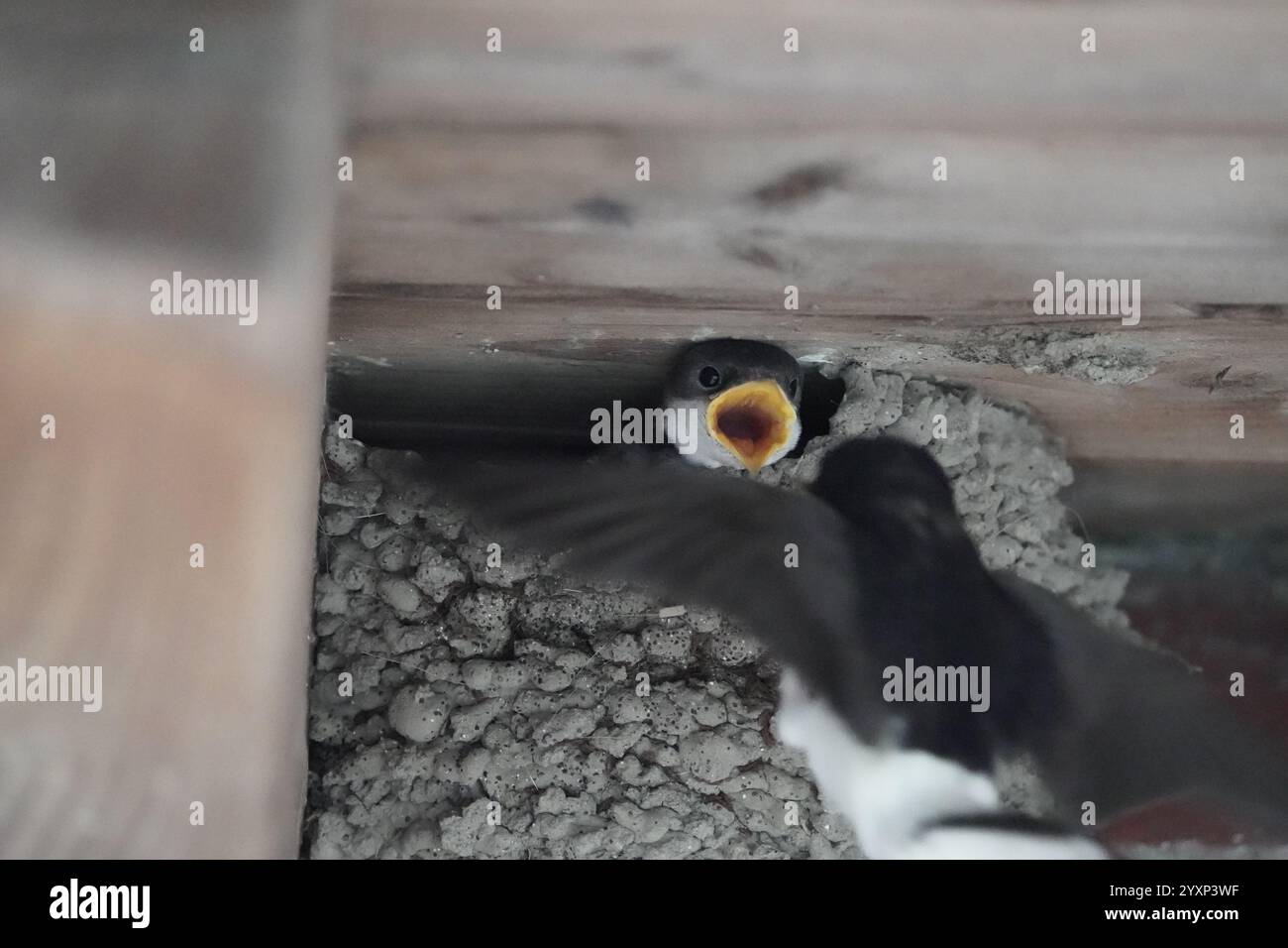 A bird is pecking at a hole in a wall. Another bird is flying by. The ...